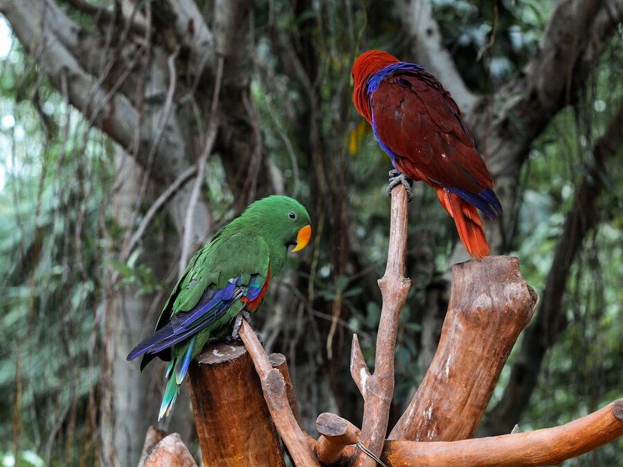 Two Eclectus parrots with green and red plumage perched on branches in a tropical setting