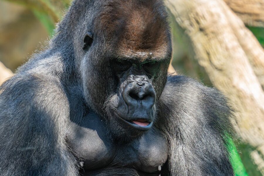 Close-up portrait of a Western gorilla at a zoo enclosure
