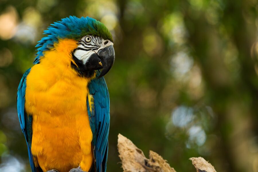 Close-up of a blue and gold macaw parrot perched outdoors