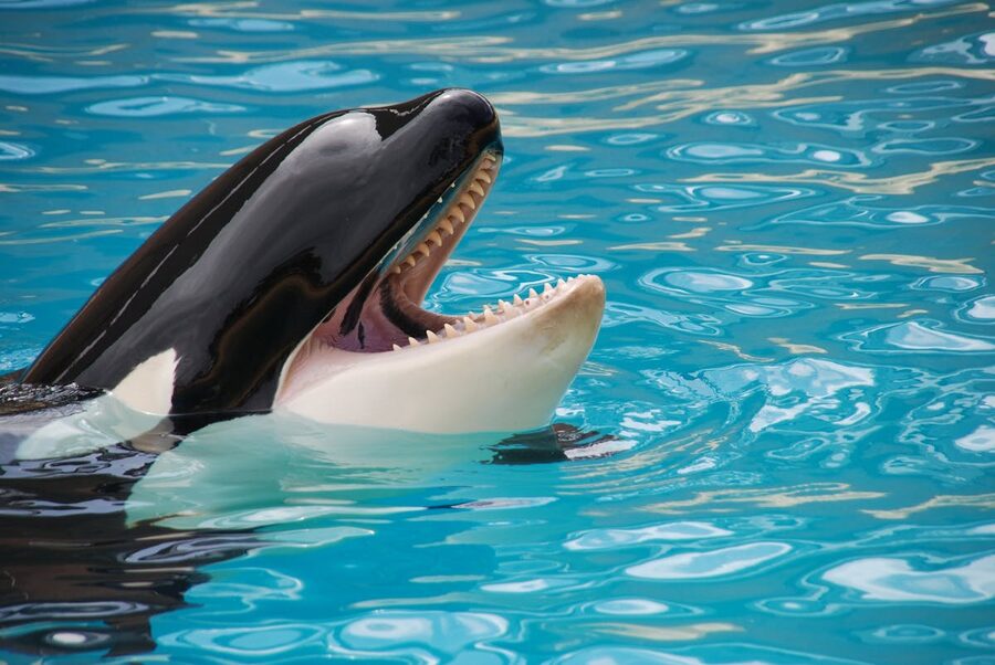 Orca whale showing teeth while swimming in clear blue water at Loro Parque