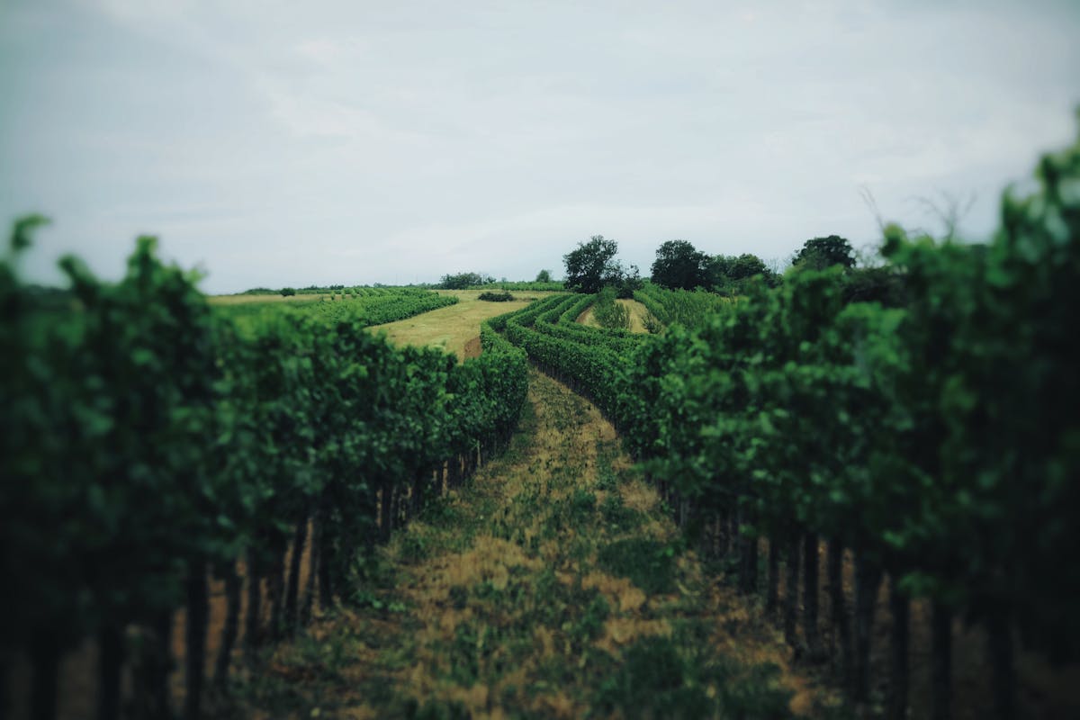 Lush green vineyard with rows of grapevines stretching into the distance