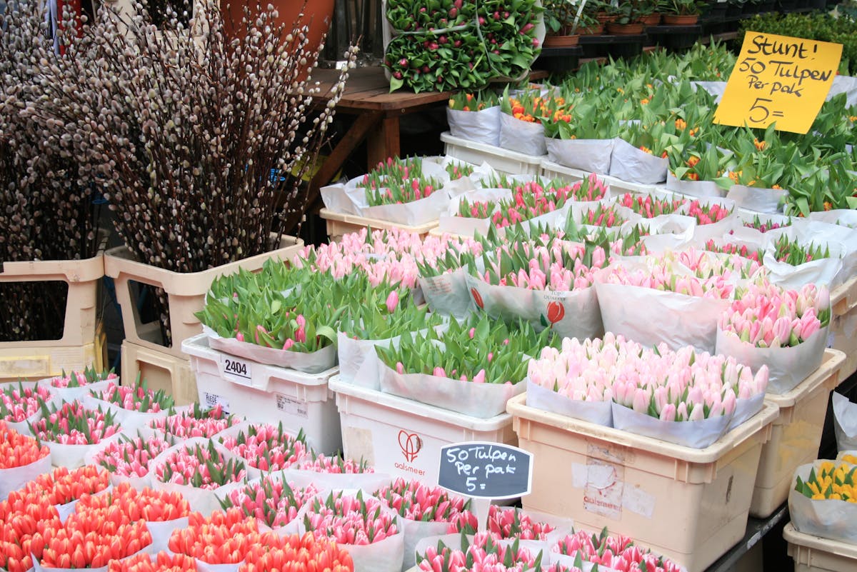 Colorful tulip bouquets at the Bloemenmarkt flower market in Amsterdam