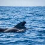 A pilot whale surfacing in the clear blue ocean waters near Spain