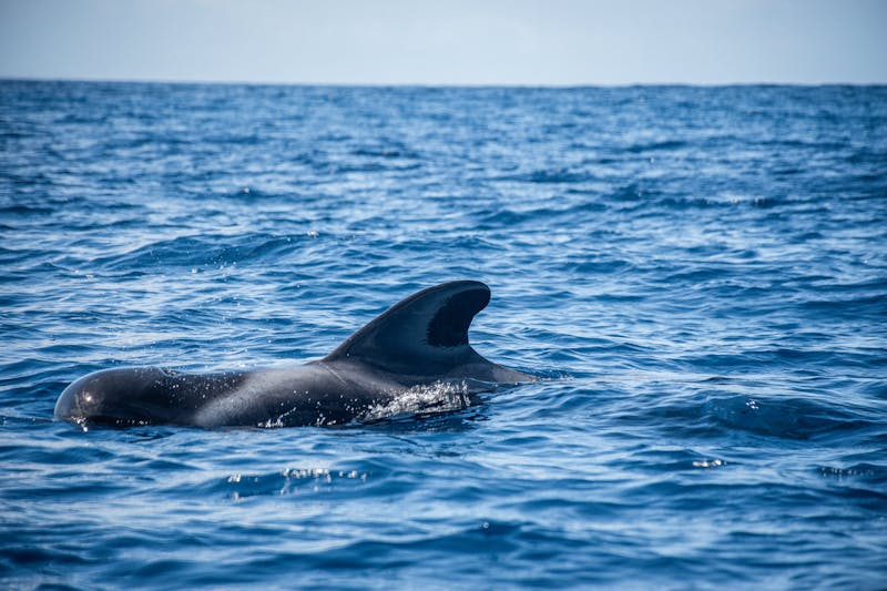 A pilot whale surfacing in the clear blue ocean waters near Spain
