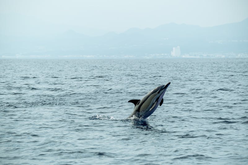 A dolphin leaps from the ocean, silhouetted against distant mountains, under a clear sky