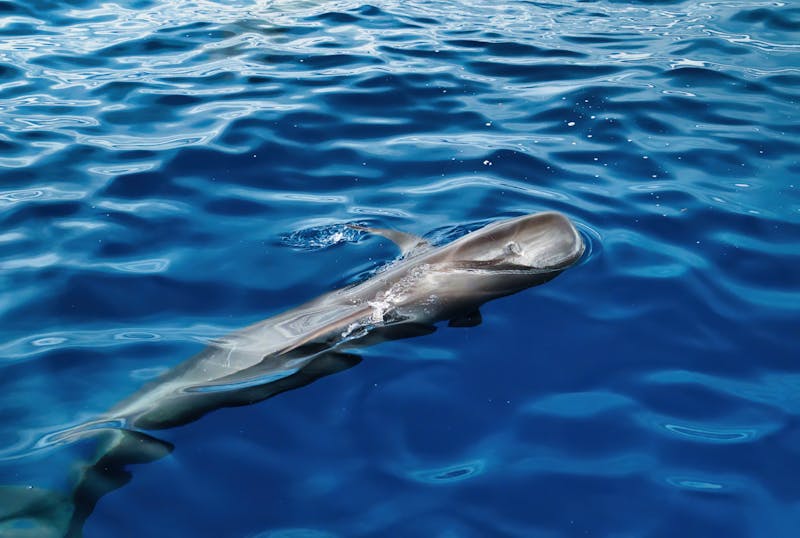 A pilot whale emerges gently in the blue ocean
