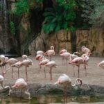 Flock of pink flamingos standing near a waterfall in a lush zoo habitat
