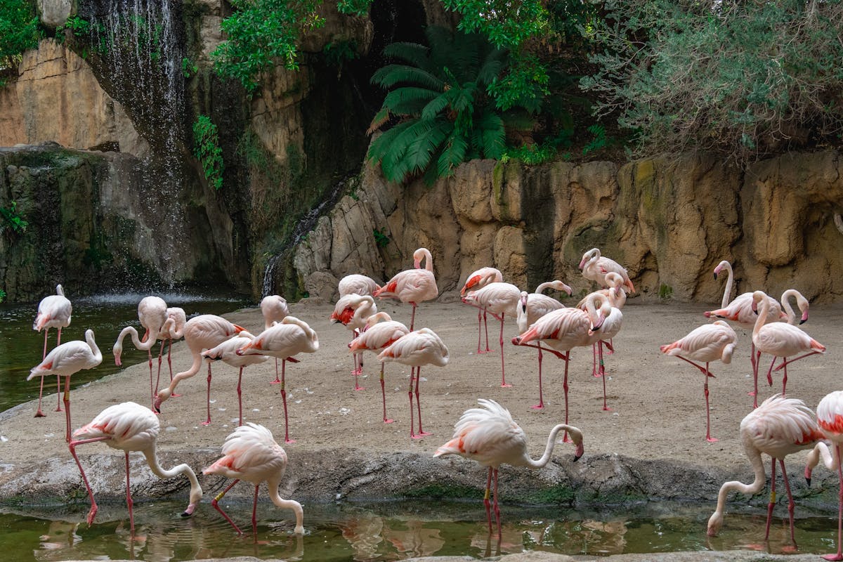 Flock of pink flamingos standing near a waterfall in a lush zoo habitat