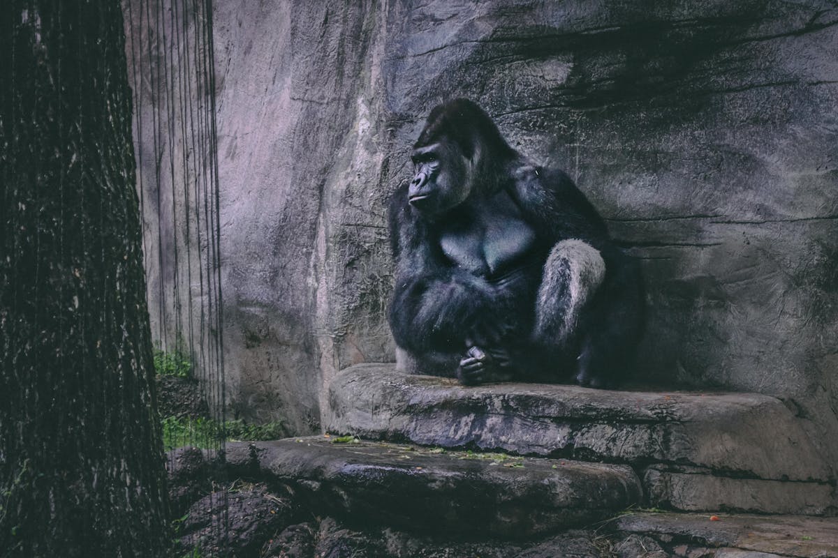 A gorilla resting thoughtfully against a rock wall in a zoo enclosure