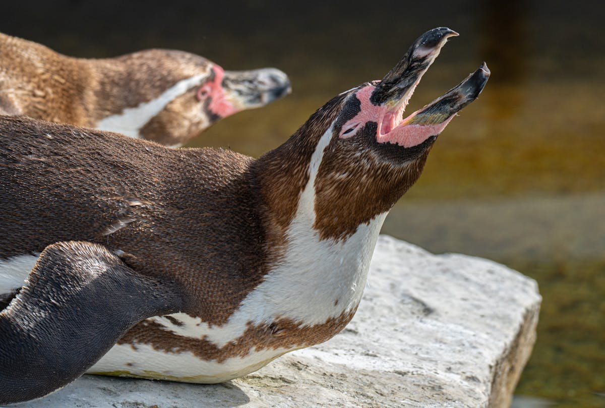 Group of Humboldt penguins sunbathing on rocks in a zoo enclosure