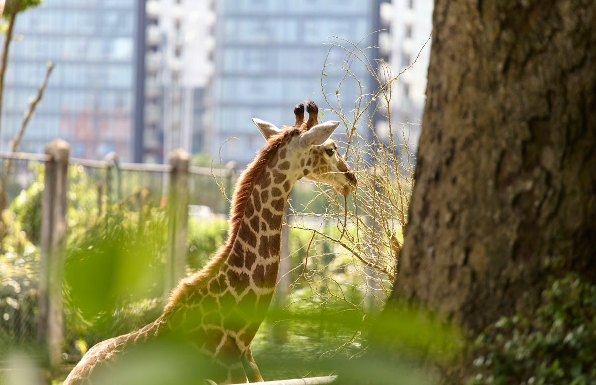 A tall giraffe eating leaves from trees with city buildings visible behind