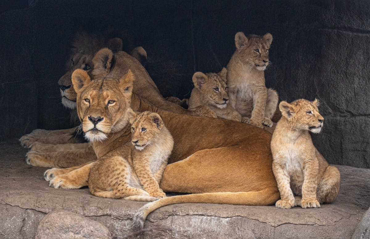 A lion family with young cubs resting together on the ground at a zoo