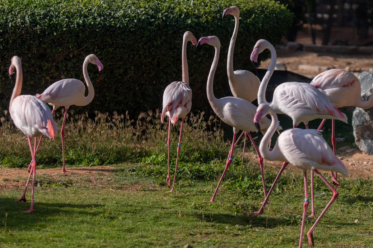 A group of pink flamingos standing on sunlit grass in a park