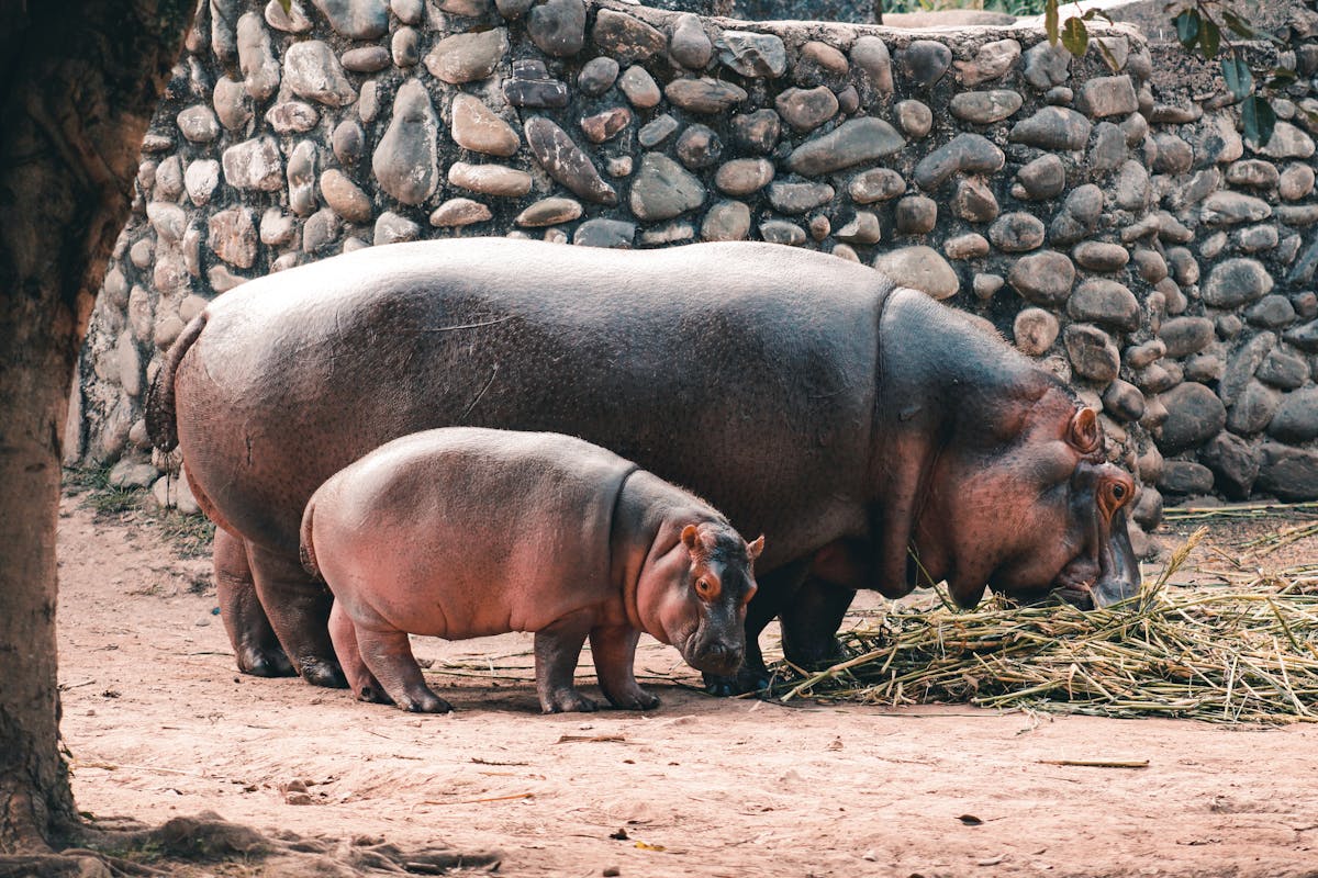 A mother hippopotamus and her baby feeding together in a zoo environment