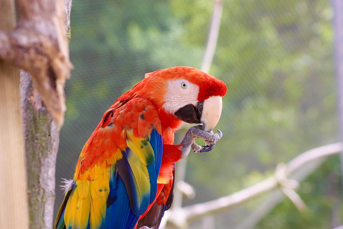 A colorful scarlet macaw with red, blue, and yellow plumage perched on a branch