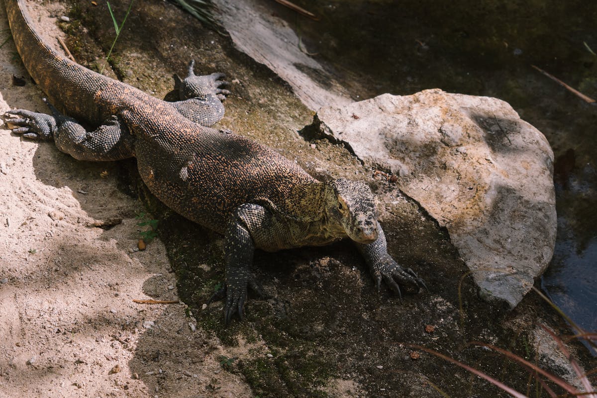 A Komodo dragon resting on rocky terrain in a naturalistic zoo enclosure