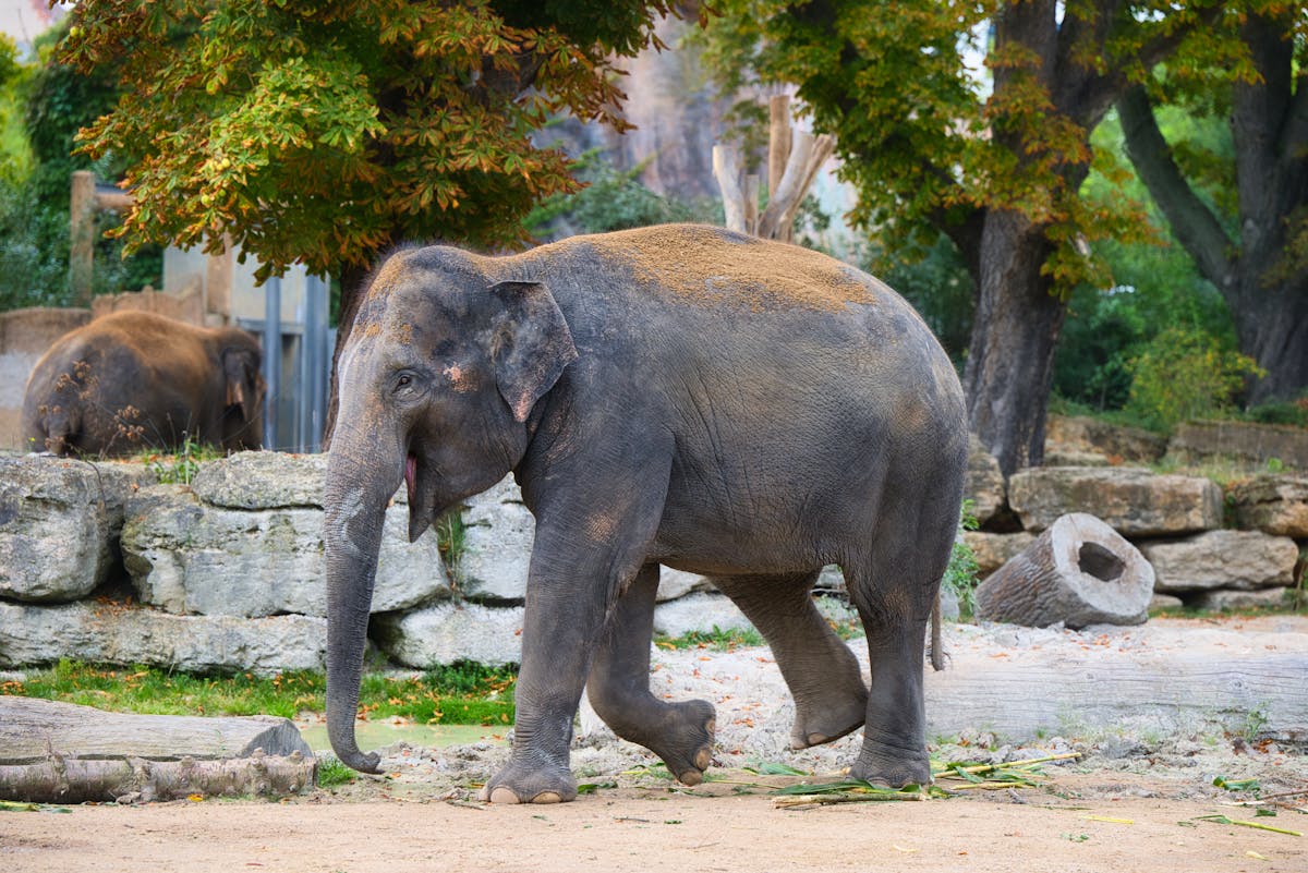 An Asian elephant walking in a naturalistic zoo enclosure with greenery