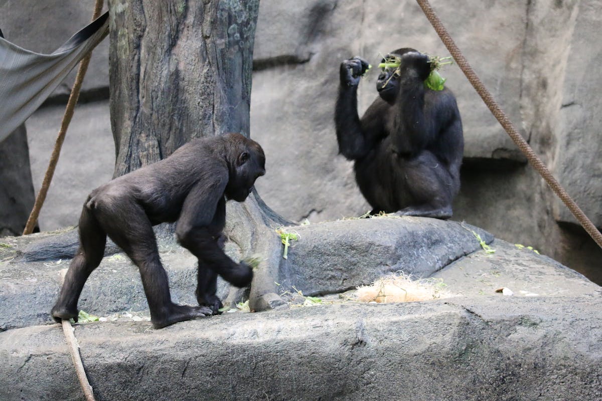 Two gorillas interacting with each other in a zoo enclosure with natural elements
