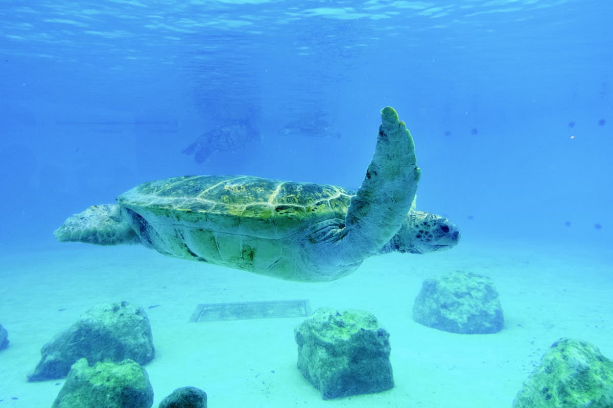 A sea turtle swimming gracefully through clear blue water