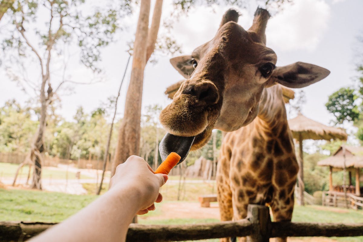 Close-up of a giraffe being hand-fed a carrot by a visitor at a zoo