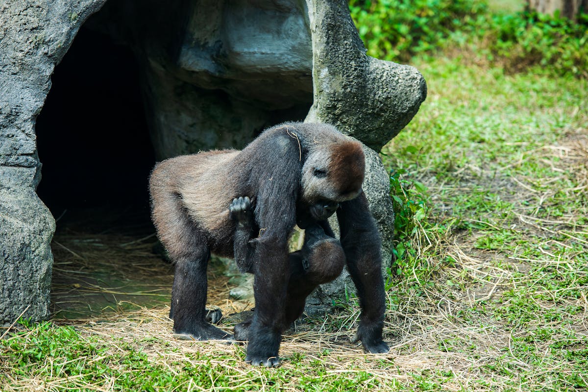 A mother gorilla carrying her baby on her back at a zoo