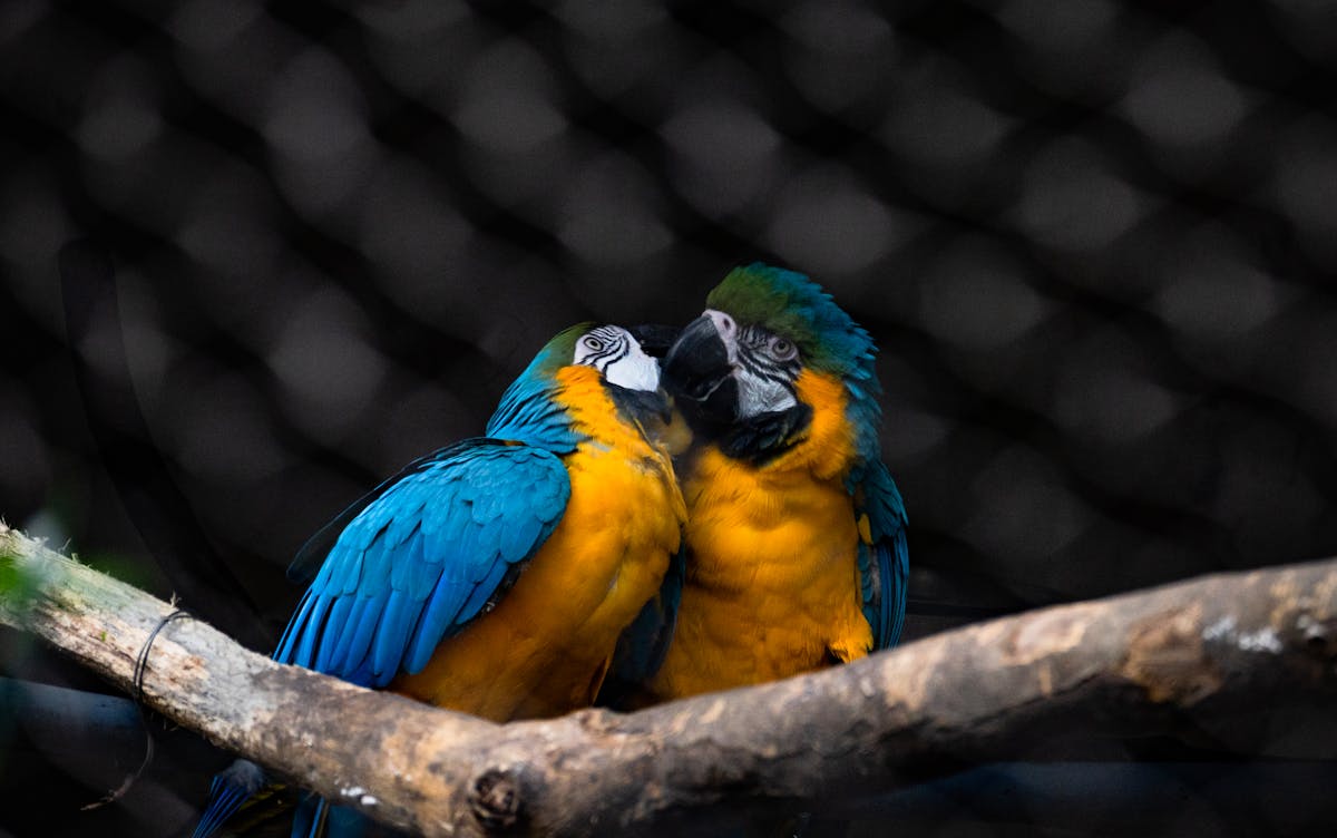 Two blue and yellow macaws sitting together on a branch