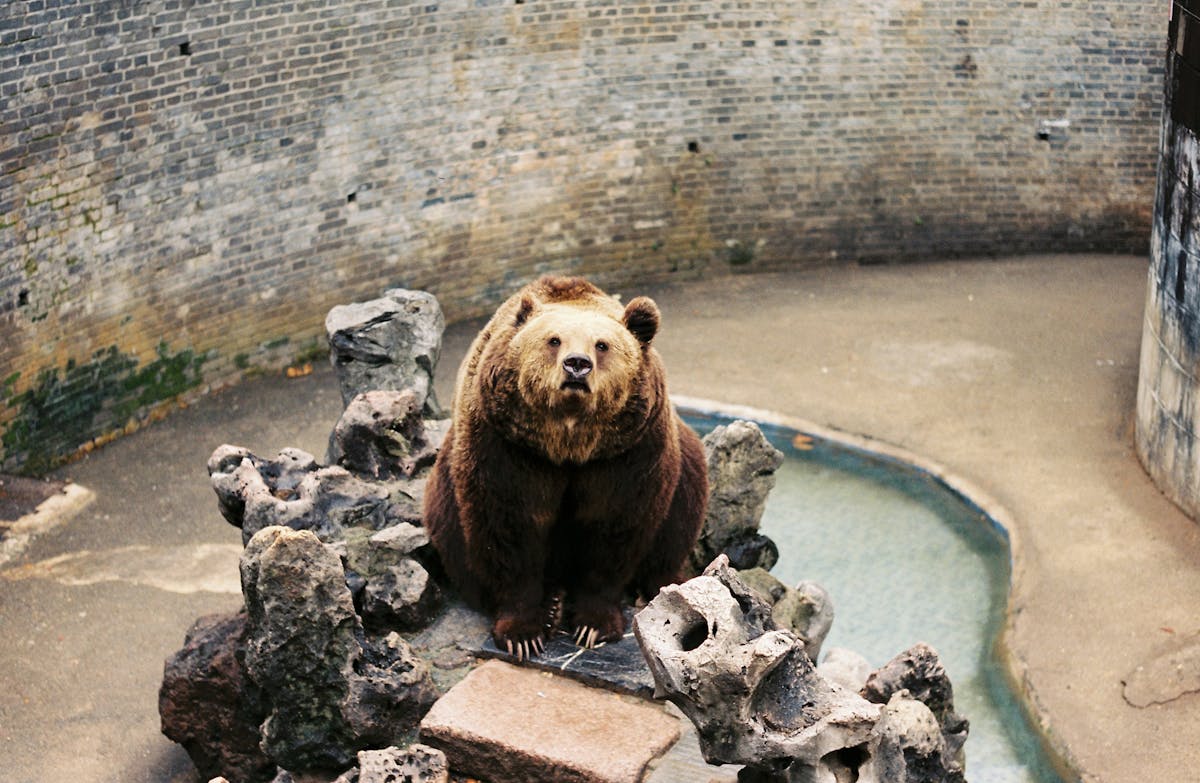 Brown bear sitting on rocks in a zoo habitat