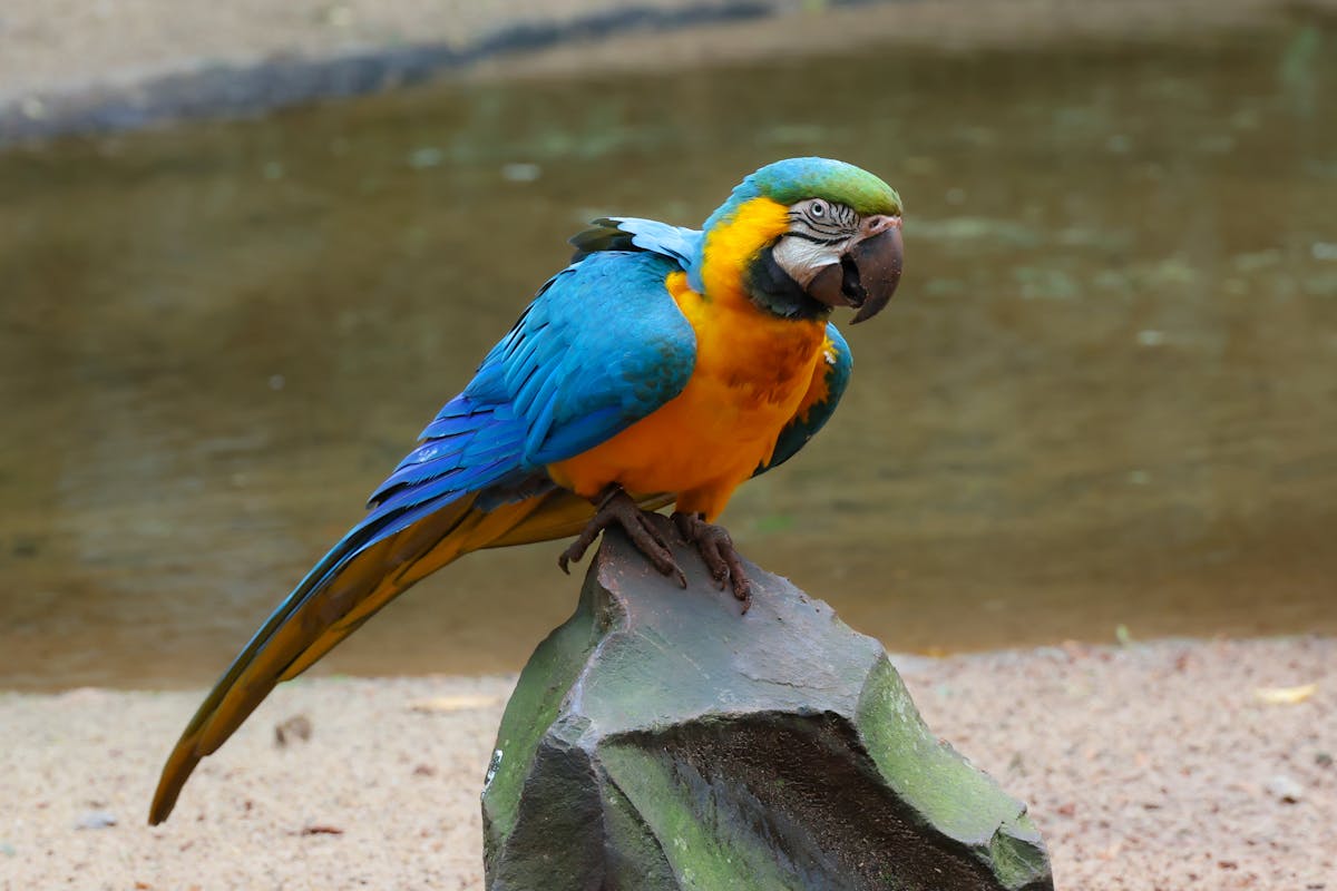Bright blue and yellow macaw sitting on a rock in a tropical setting