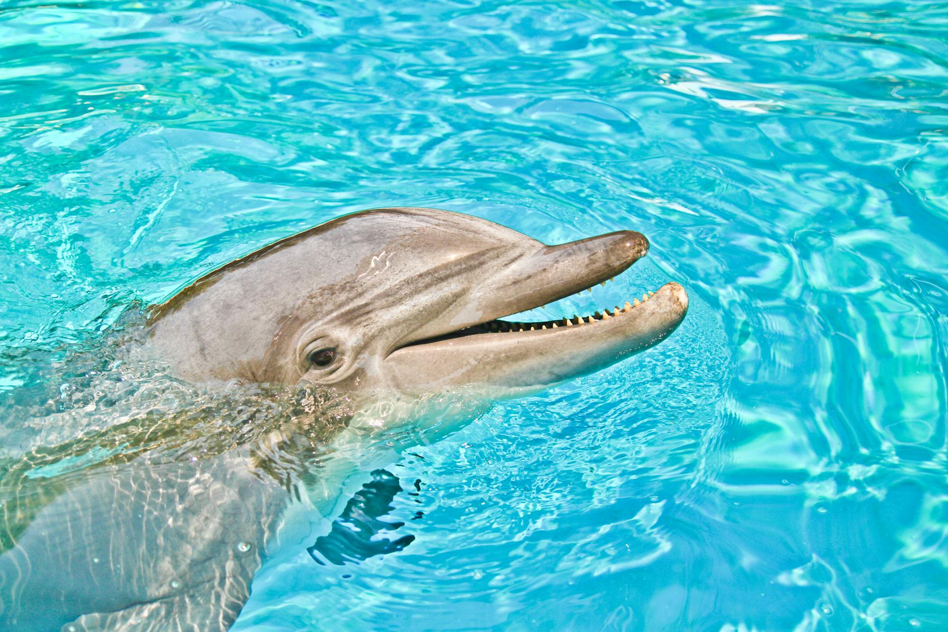 Close-up of a smiling bottlenose dolphin swimming in bright blue water