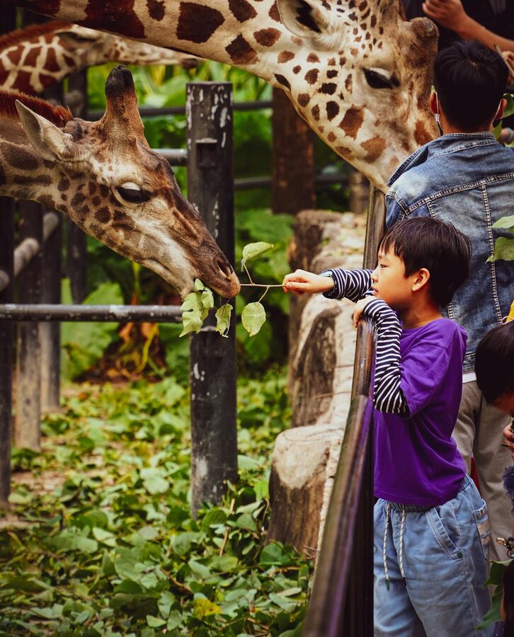 A child holds out leaves to feed tall giraffes at a zoo encounter