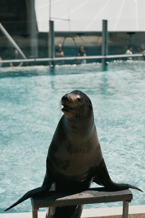 Sea lion resting on rocks next to a blue pool at a zoo
