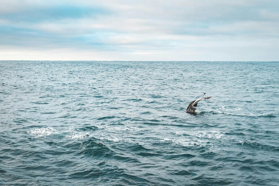 Striking view of a humpback whale's tail in the vast Icelandic sea, with serene waters and cloudy