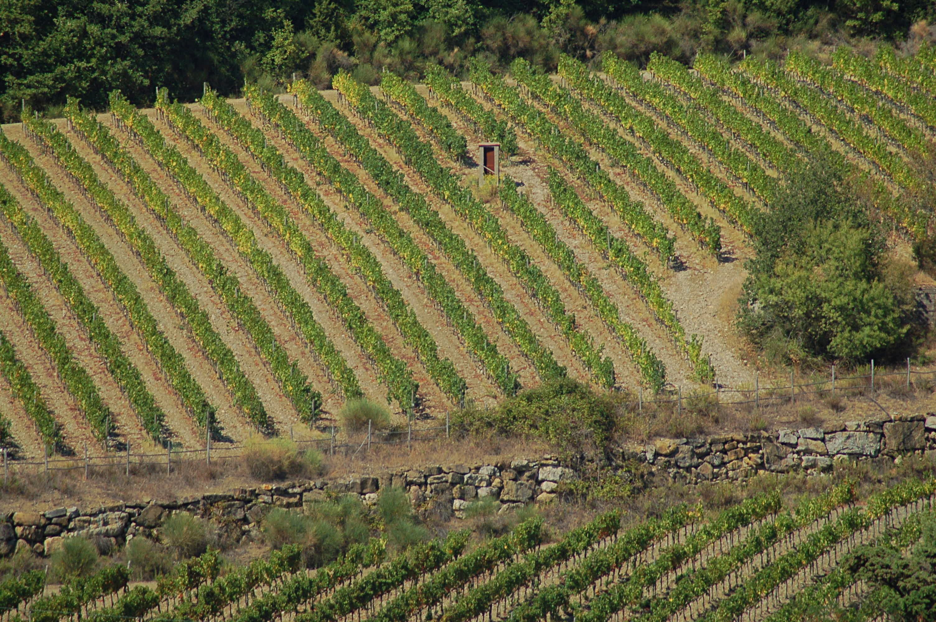 Green vineyard rows stretching across the Chianti Classico valleys in Tuscany