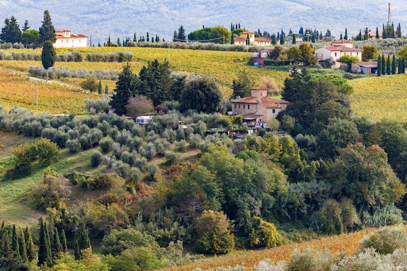Olive groves and rolling hills in the Tuscan countryside under a warm sky