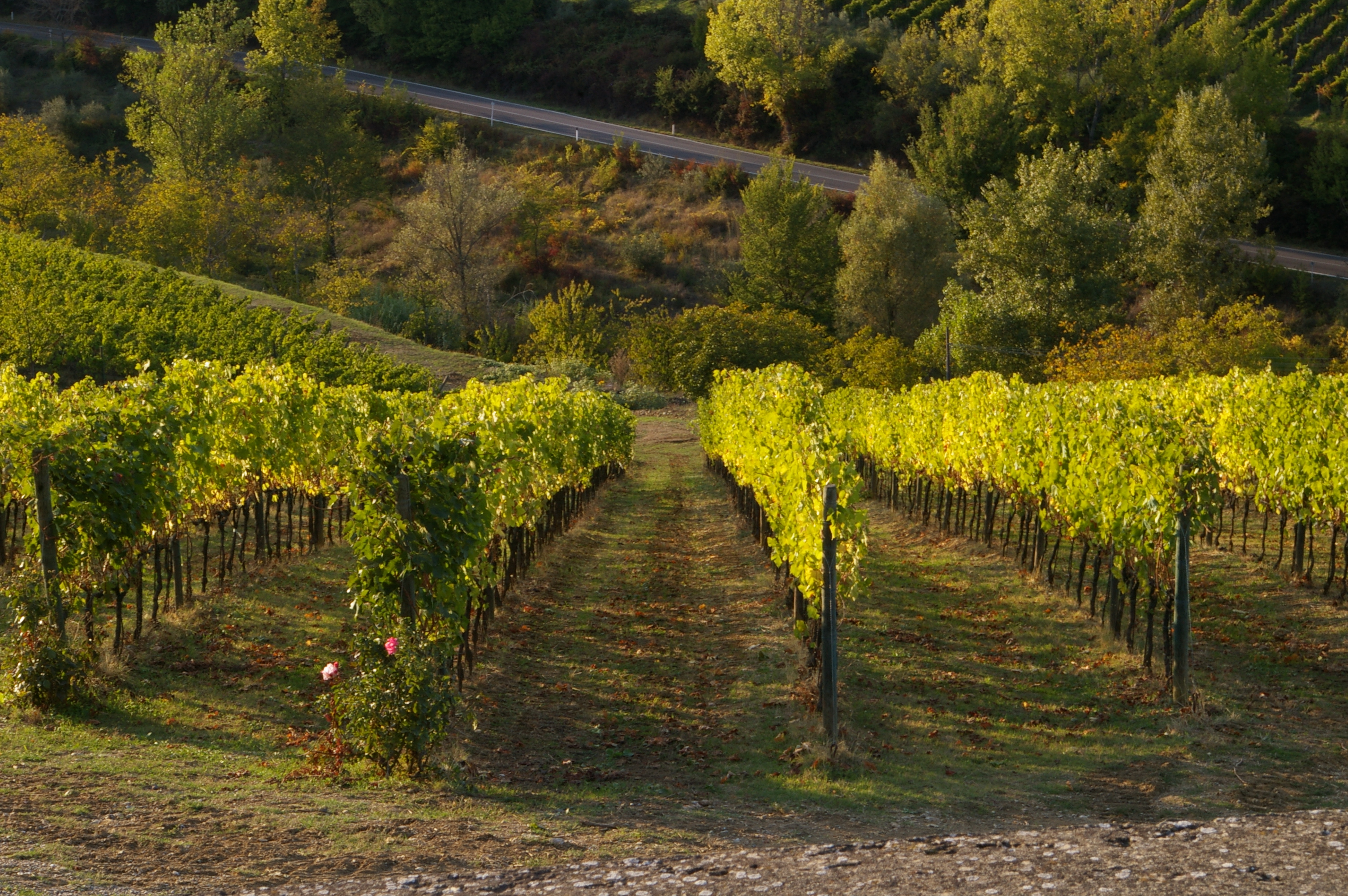 Winding road through the Chianti wine region in the Tuscan countryside