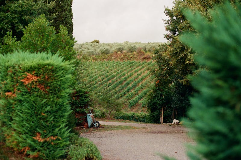 Peaceful vineyard in Tuscany surrounded by lush green hills and cypress trees