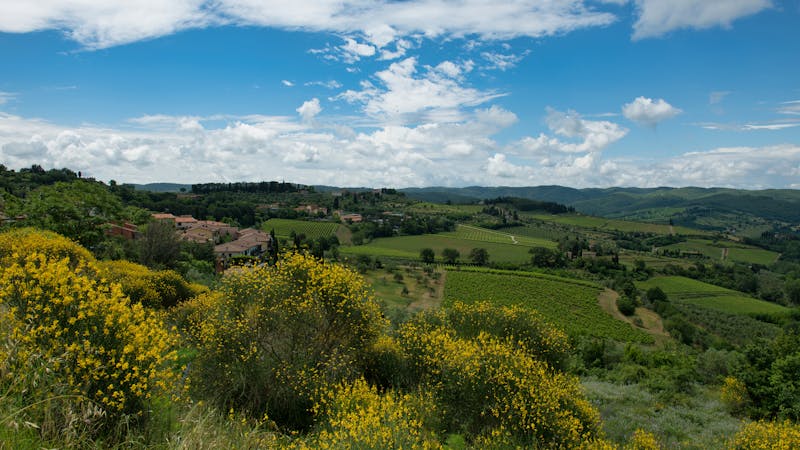 Rolling vineyards and green hills in the Siena countryside of Tuscany Italy