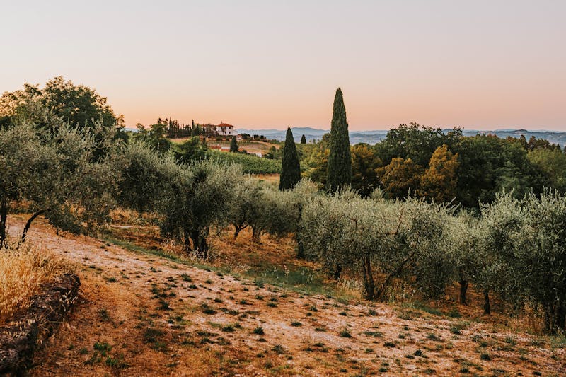 Beautiful Tuscan landscape with olive trees and cypress trees under a glowing sunset sky