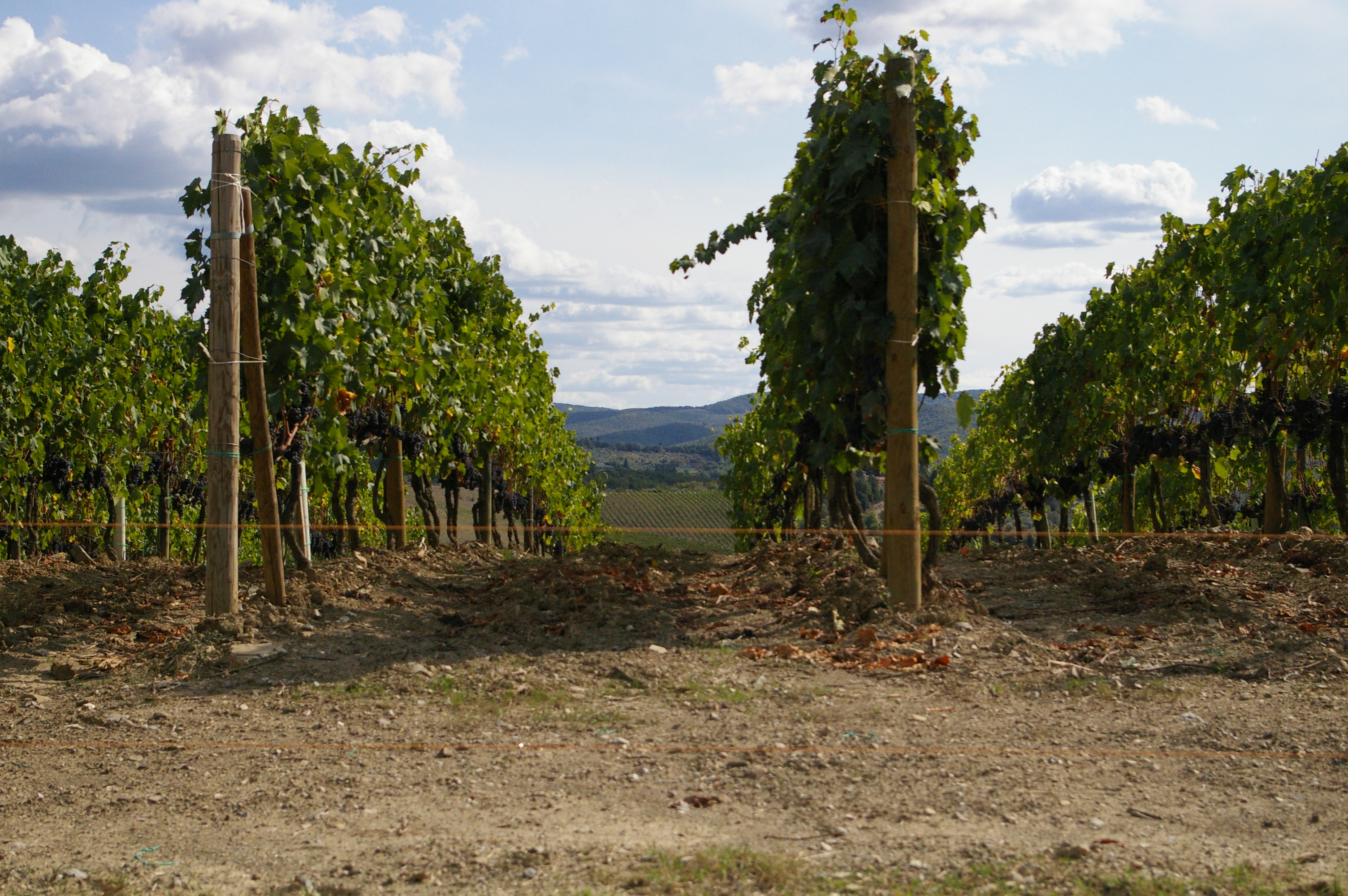 Rows of grapevines in the Chianti wine zone of Tuscany Italy