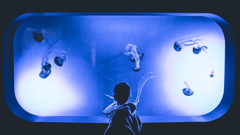 Young boy watching jellyfish in a purple-lit aquarium exhibit
