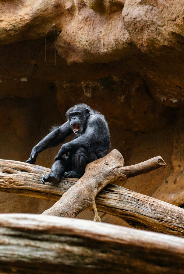 Chimpanzee sitting on wooden logs at a zoo in Tenerife