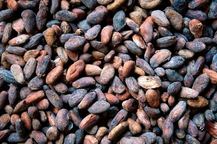 Raw cocoa beans