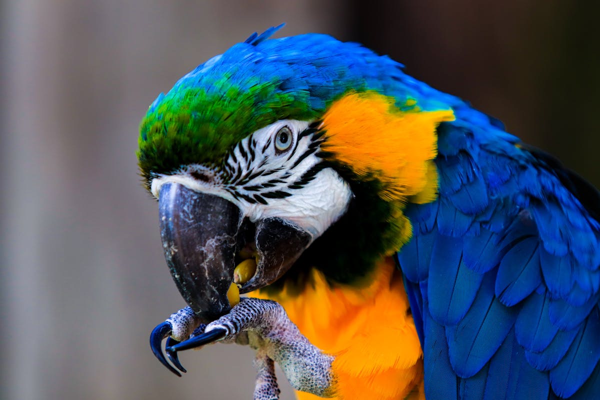 Bright red and blue macaw parrot eating food in a close-up shot
