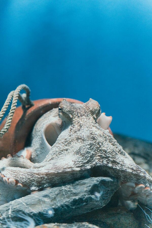 Common octopus in its natural underwater habitat on the Mediterranean seabed