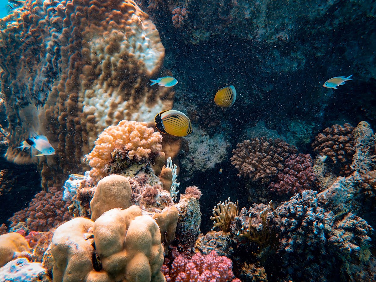 Colorful underwater coral reef with tropical fish and marine life