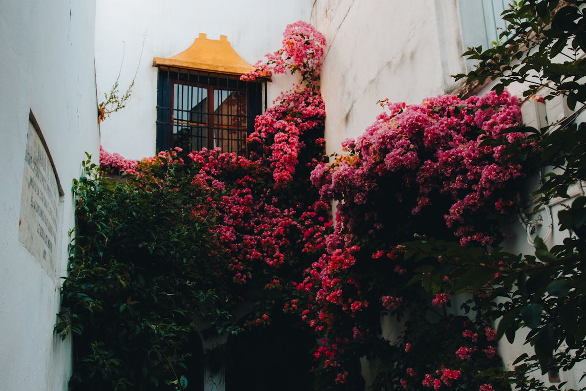 Bougainvillea cascading over white walls in a Cordoba courtyard
