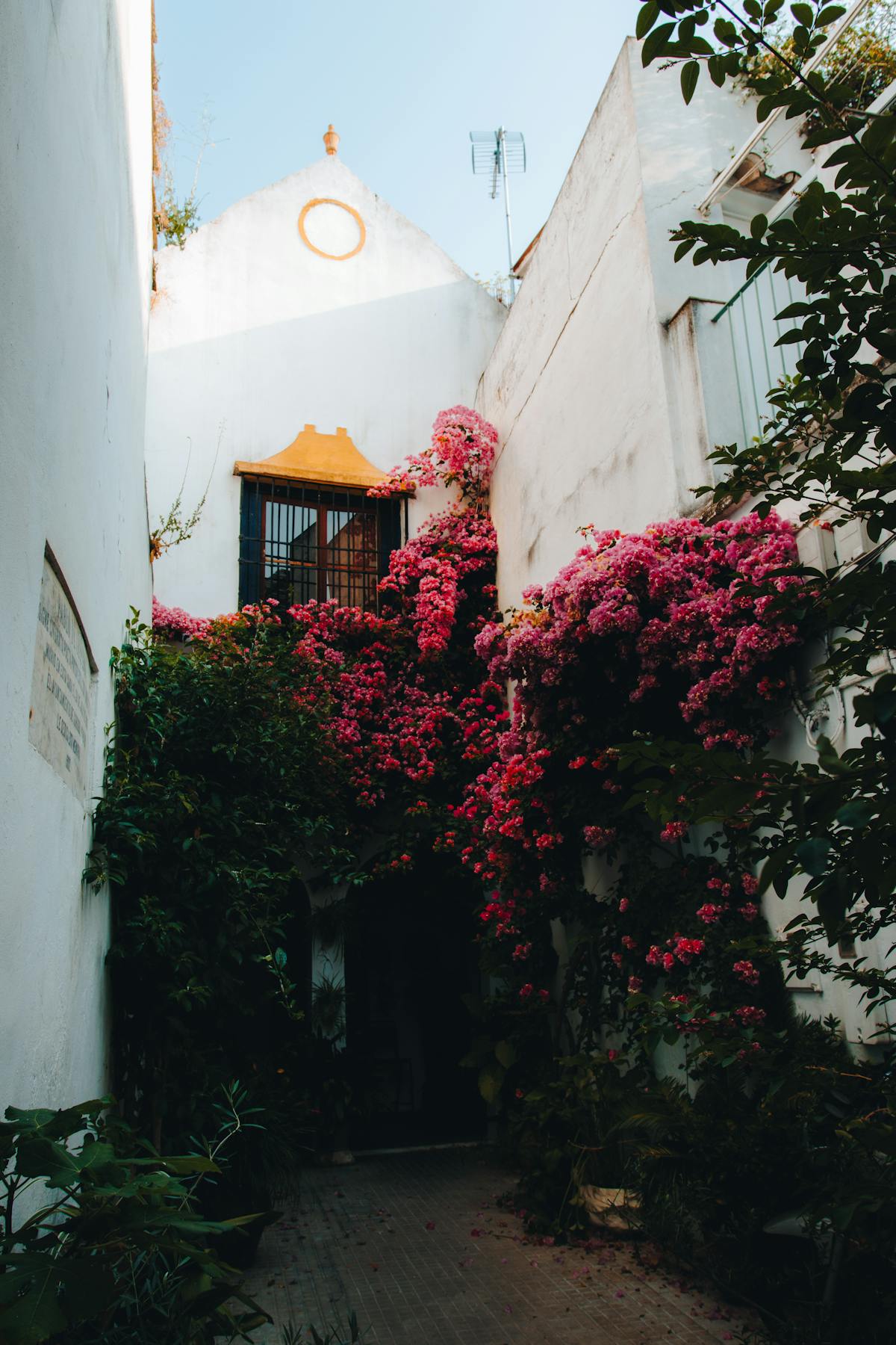 Courtyard in Cordoba adorned with bougainvillea