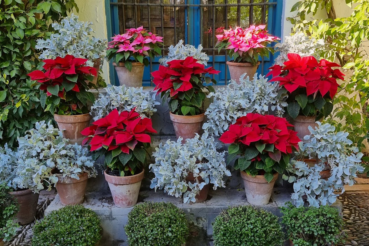 Red and green potted plants against a blue gate in a Cordoba patio