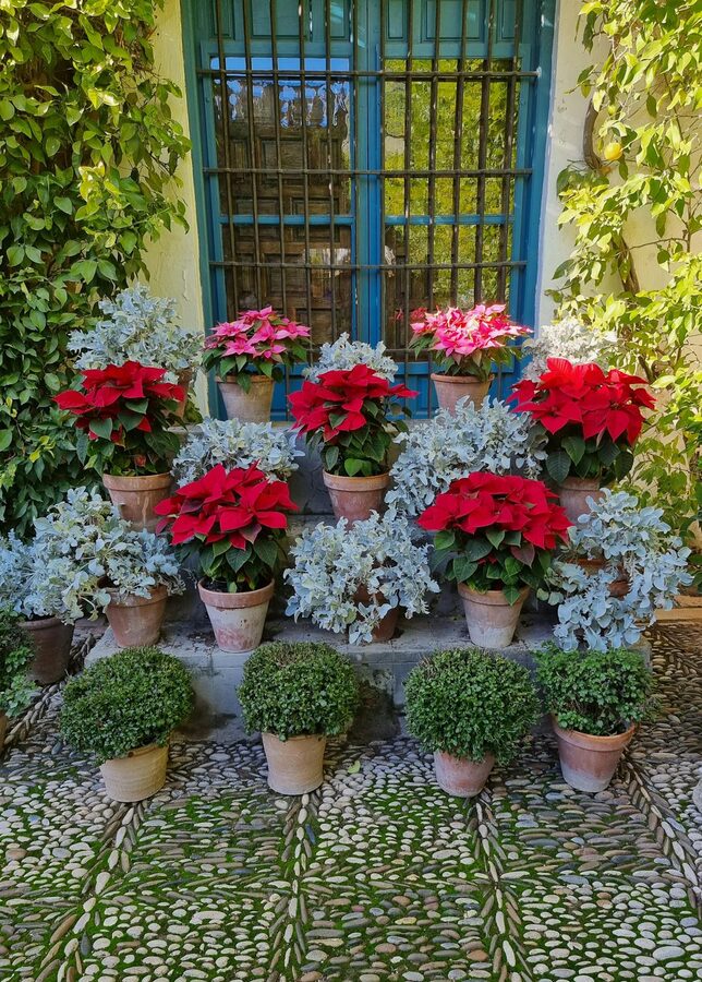 Rows of red and green potted plants decorating a courtyard wall in Cordoba