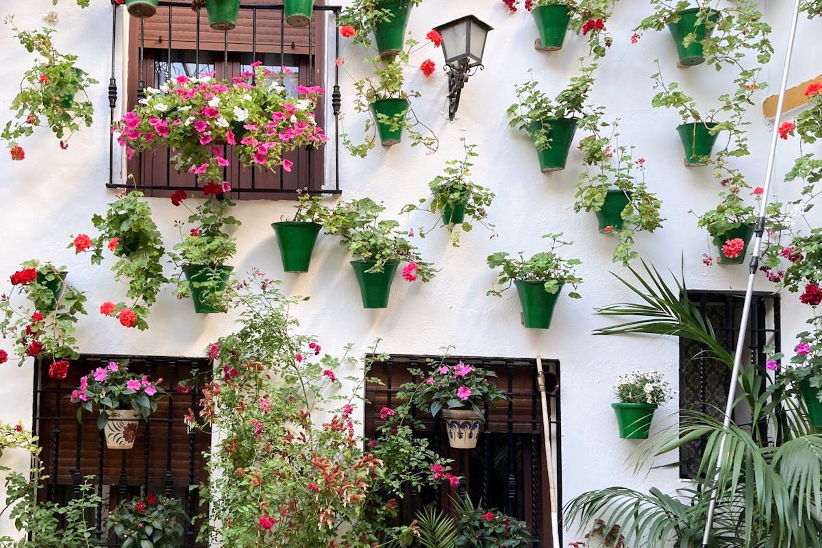 Geranium pots adorning a whitewashed wall in Cordoba